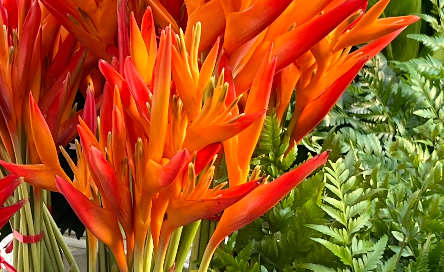 ¡Desconecta, reconecta y disfruta al máximo de este verano 2024! - INCIPY